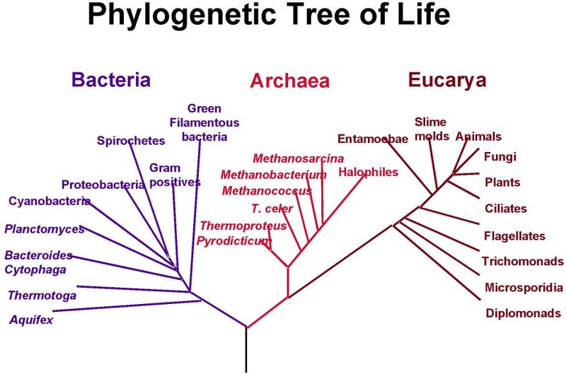 Phylogenetic tree|A phylogenetic tree is a tree showing the ... Phylogenetic tree|A phylogenetic tree is a tree showing the ...
