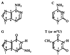 Nomenclature for Incompletely Specified Bases in Nucleic Acid Sequences ...