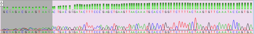 DNA Sequence Assembler->Manual->Contig Assembly window|The contig map ...